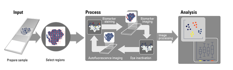 Antibodies Validated for the Leica Cell DIVE Multiplexed Imager
